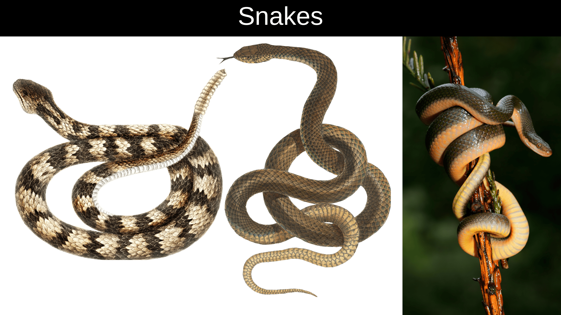 10 Wild Animals that Attack Cats - aniimad.com