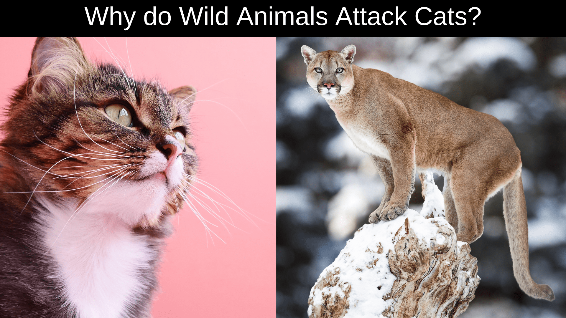 10 Wild Animals that Attack Cats - aniimad.com