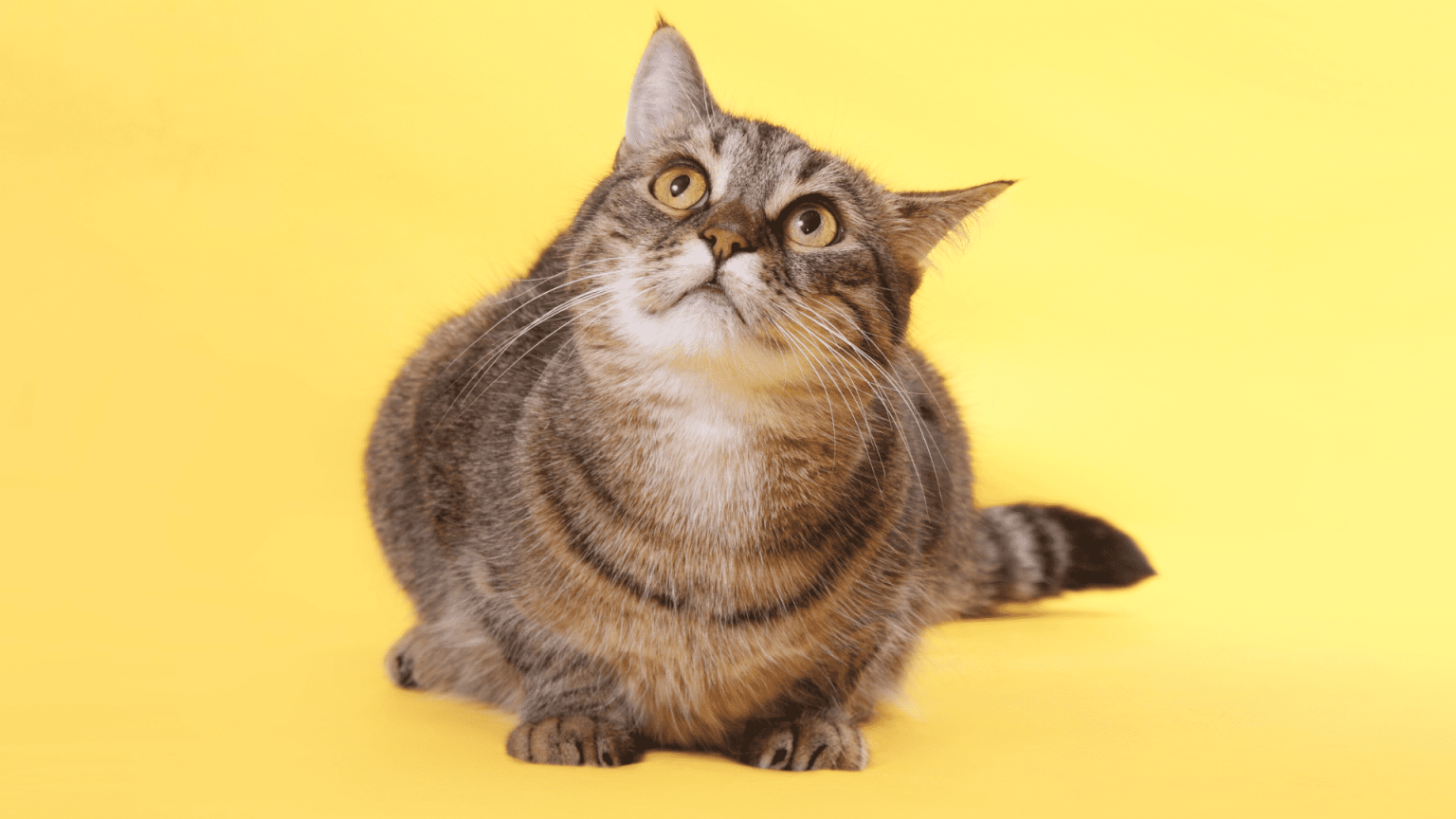 10 Wild Animals that Attack Cats - aniimad.com
