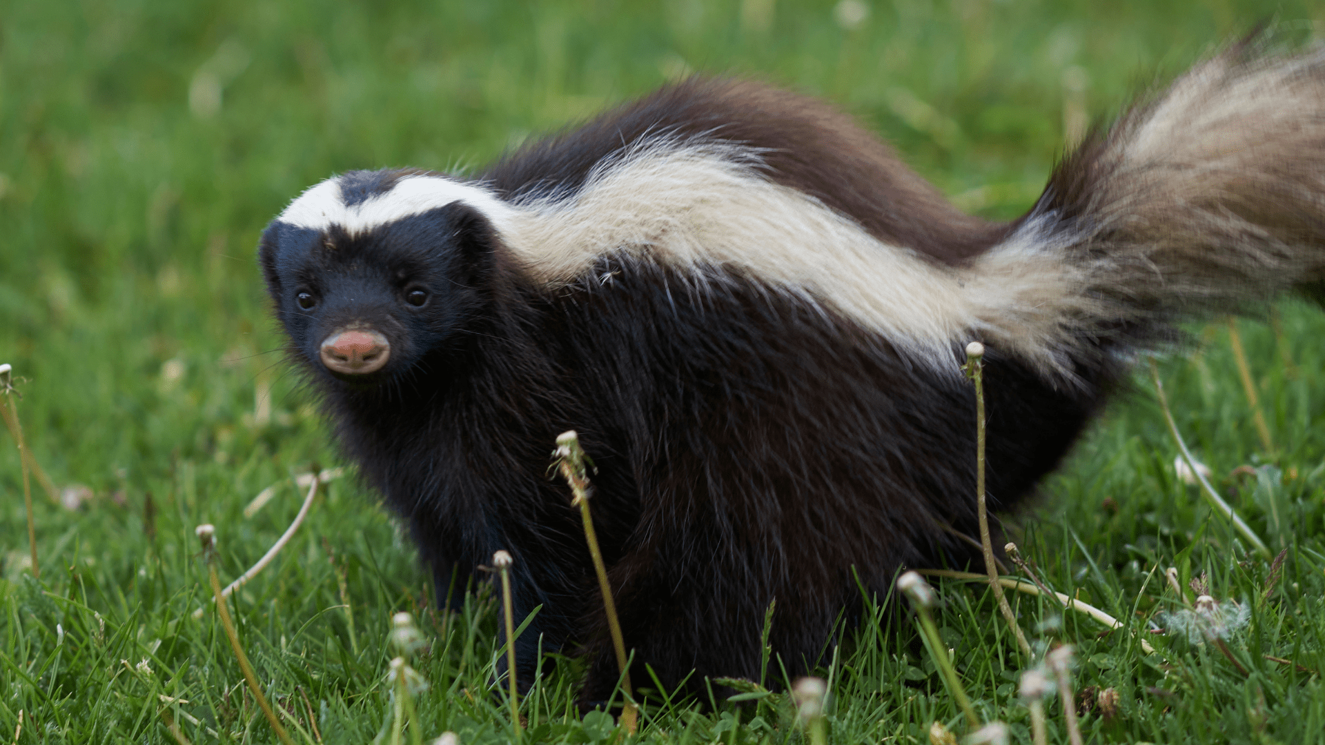 10 Wild Animals that Attack Cats - aniimad.com