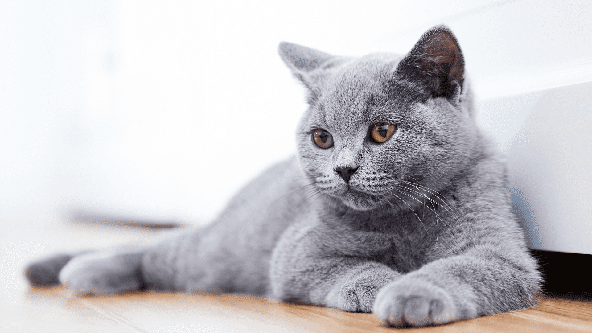 10 Wild Animals that Attack Cats - aniimad.com