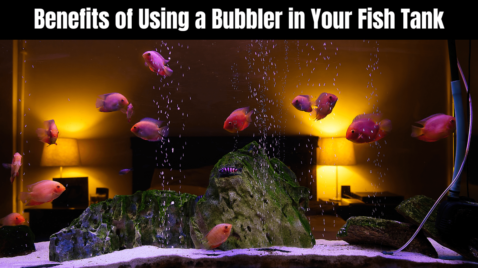 Do Betta Fish Need a Bubbler? 4 Benefits of Bubbler - aniimad.com