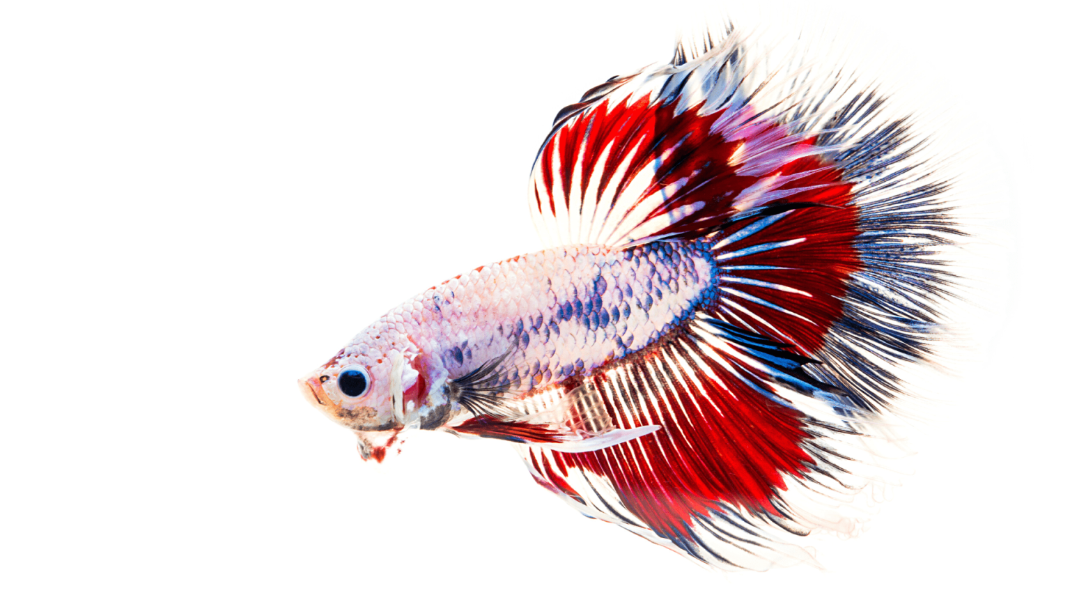 Do Betta Fish Need a Bubbler? 4 Benefits of Bubbler - aniimad.com
