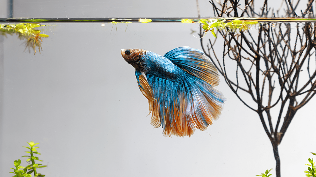 Top 10 Most Dangerous Crocodiles - aniimad.com