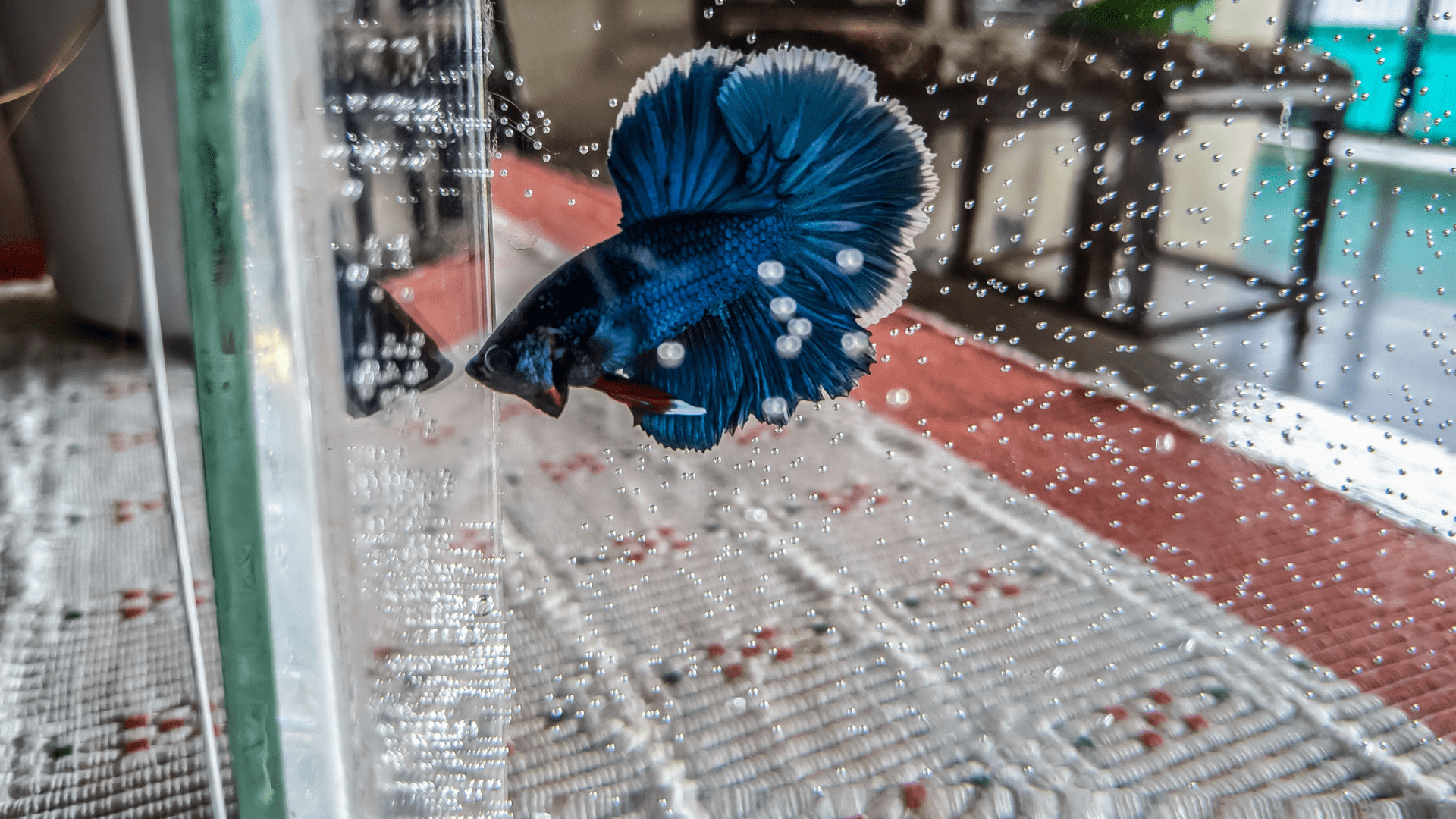 Do Betta Fish Need a Bubbler? 4 Benefits of Bubbler - aniimad.com