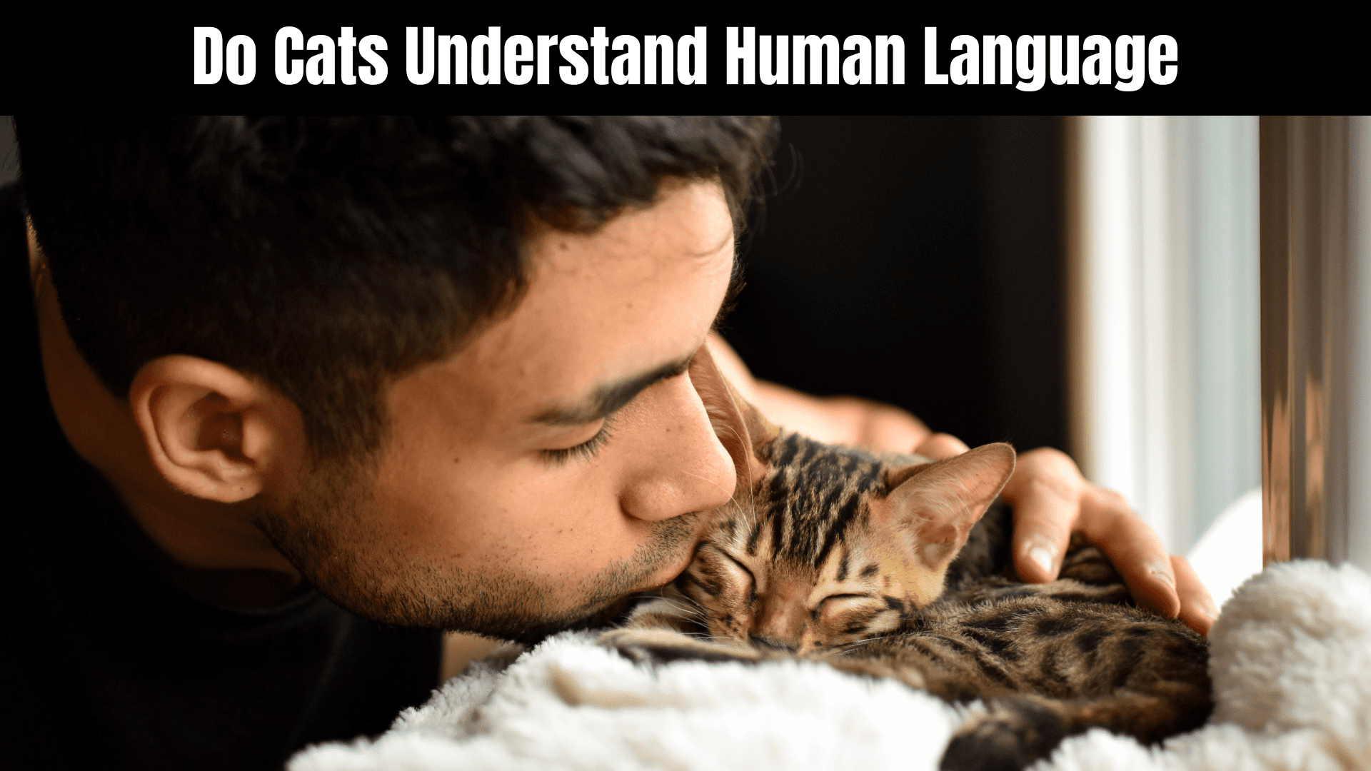 Do Cats Understand Kisses? 6 Signs That Cats Like Kisses - aniimad.com