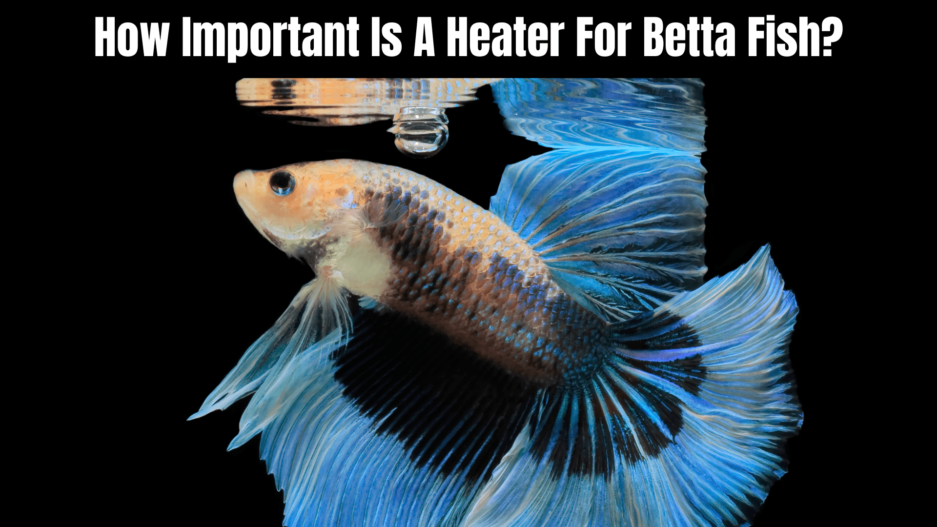 Do Betta Fish Need a Heater? |10 FAQ - aniimad.com