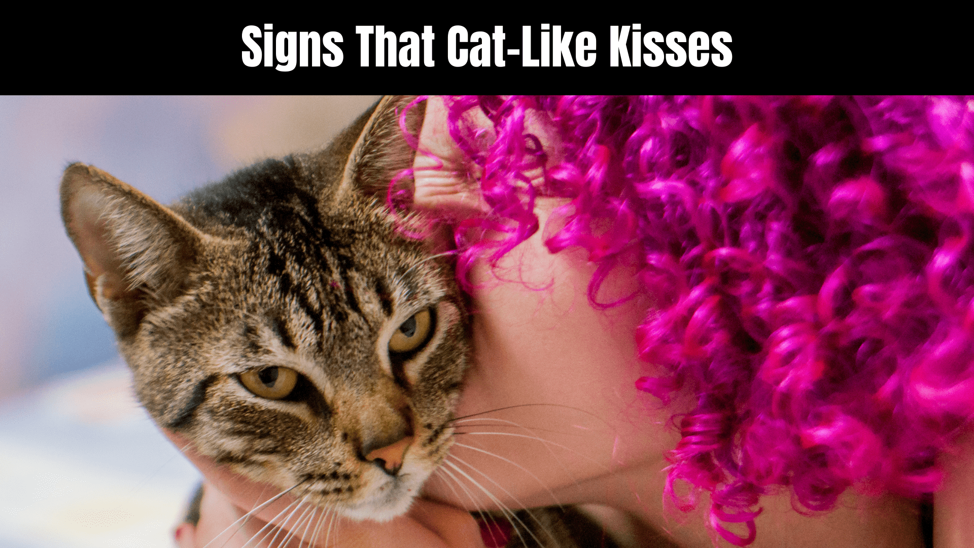 Do Cats Understand Kisses? 6 Signs That Cats Like Kisses - aniimad.com