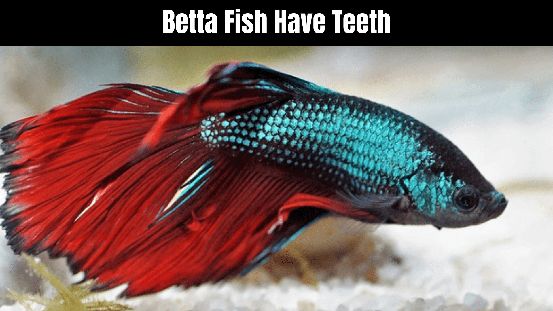 10 Facts About Betta Fish - aniimad.com