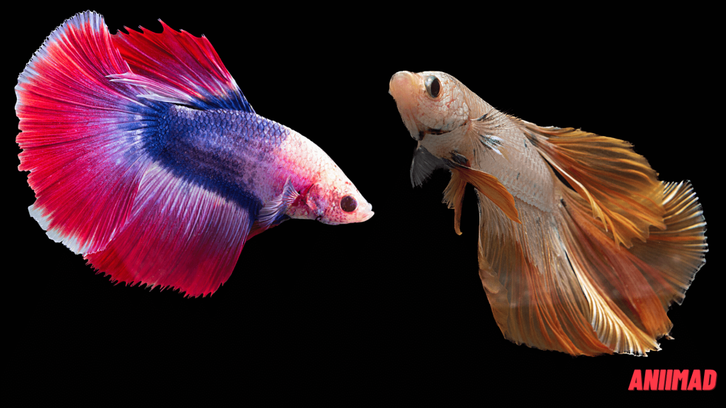 8 Factors That Affect Betta Fish Lifespan & FAQs - aniimad.com