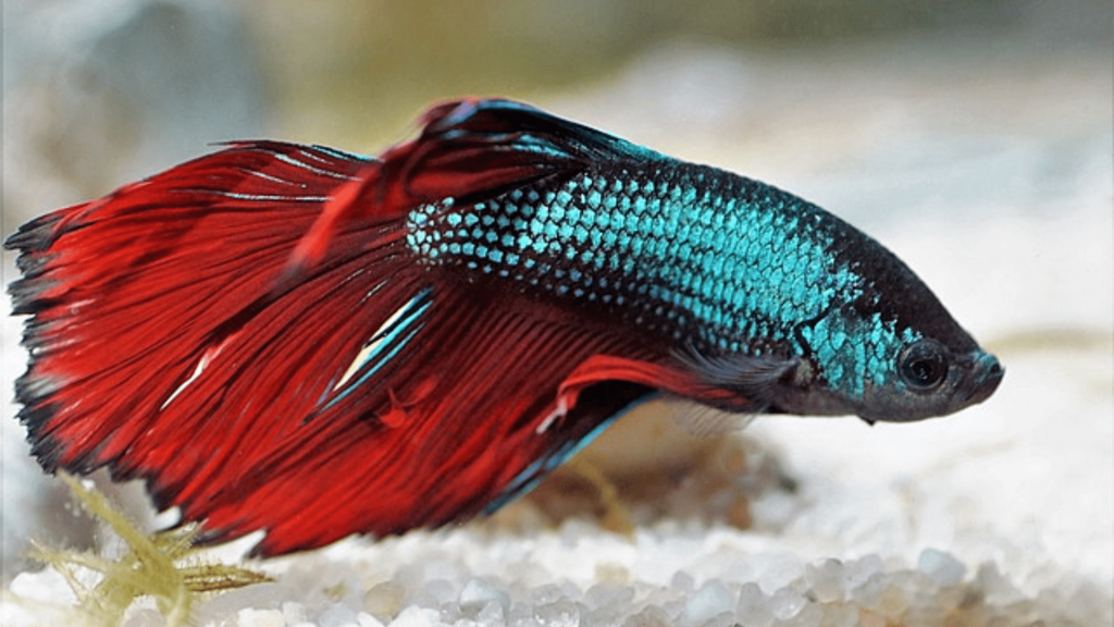 Top 10 Most Dangerous Crocodiles - aniimad.com