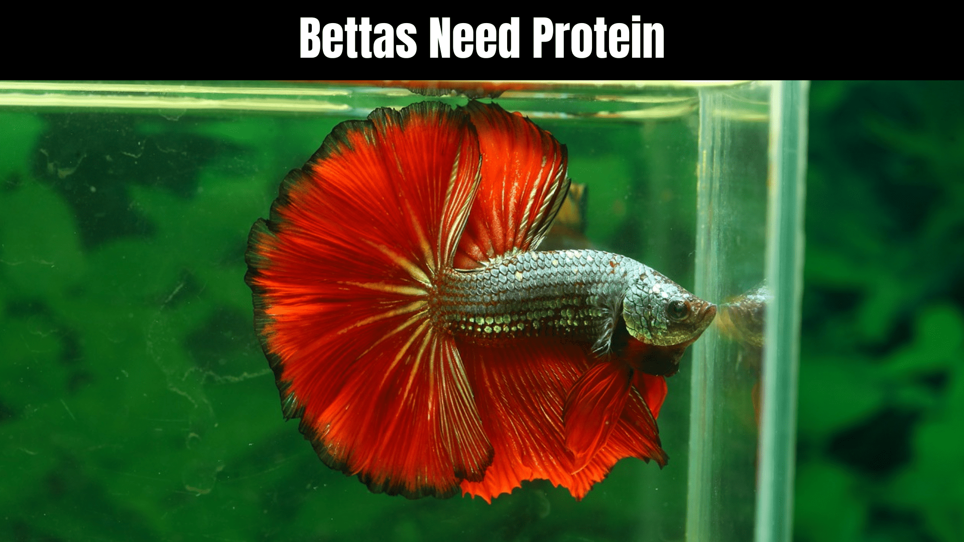 10 Facts About Betta Fish - aniimad.com