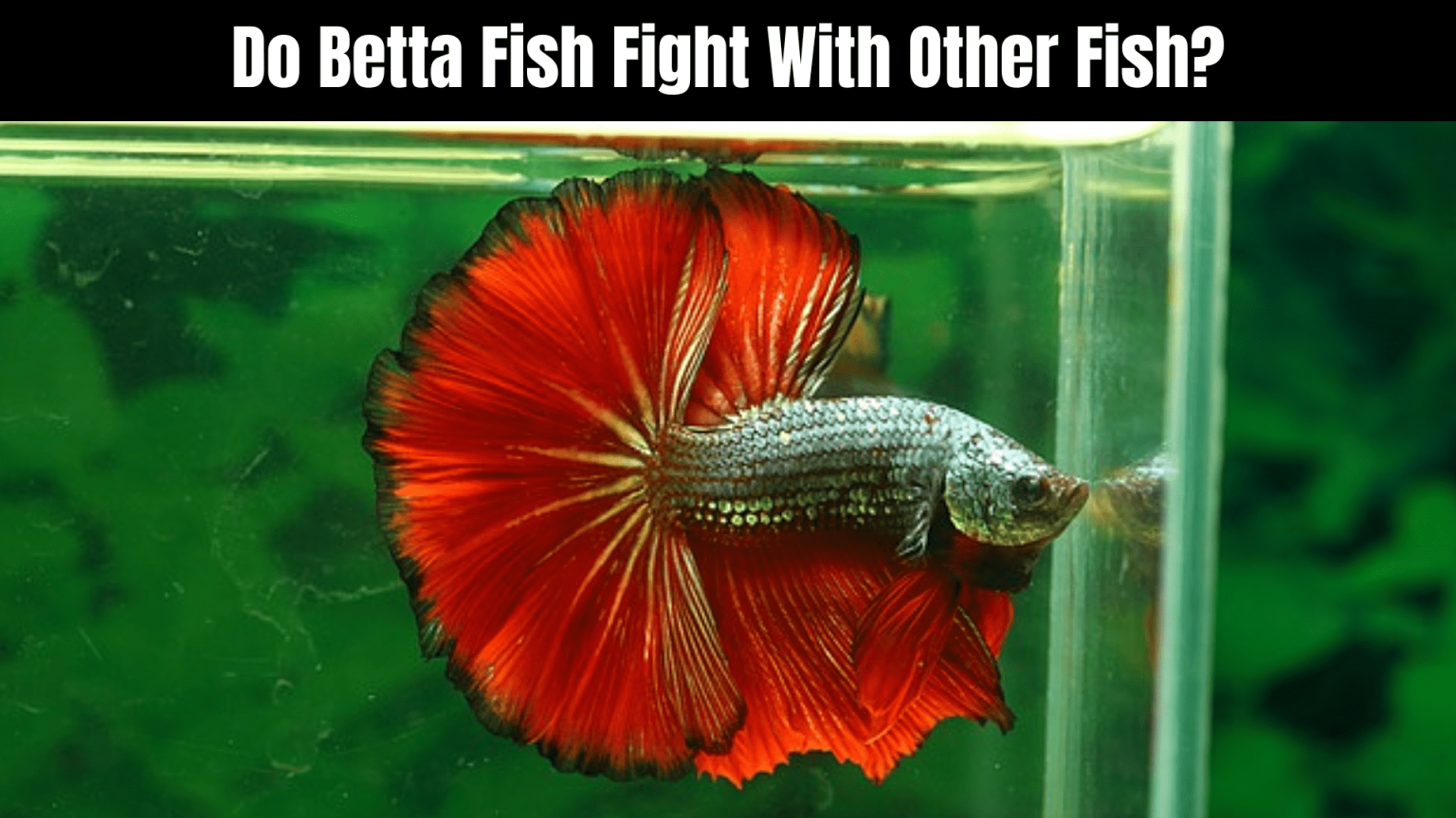 Can Betta Fish Live With Other Fish? 24 Tips For Success - aniimad.com