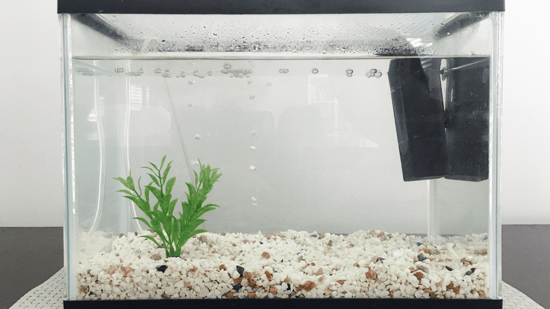 The Ultimate Guide to Betta Fish Tank Setup for a Happy and Healthy Pet ...