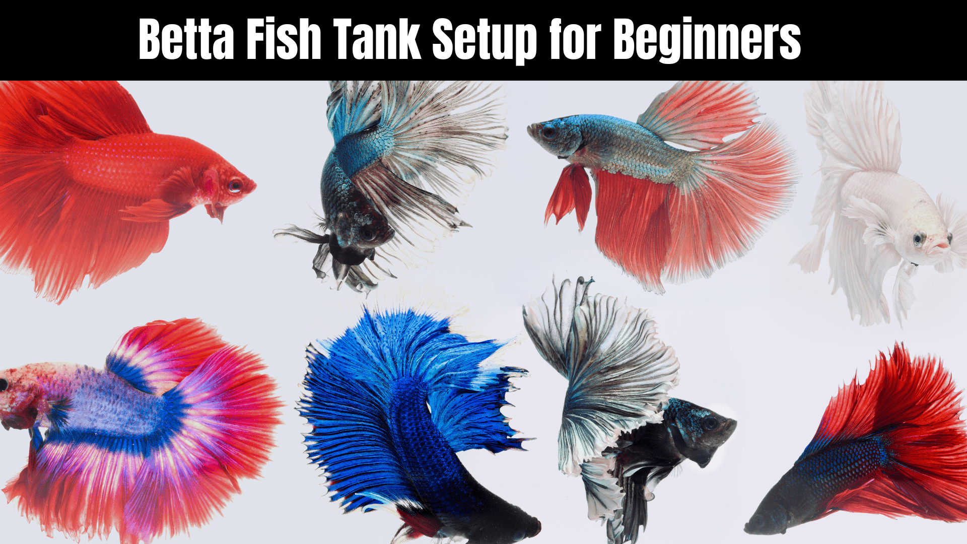 The Ultimate Guide to Betta Fish Tank Setup for a Happy and Healthy Pet ...