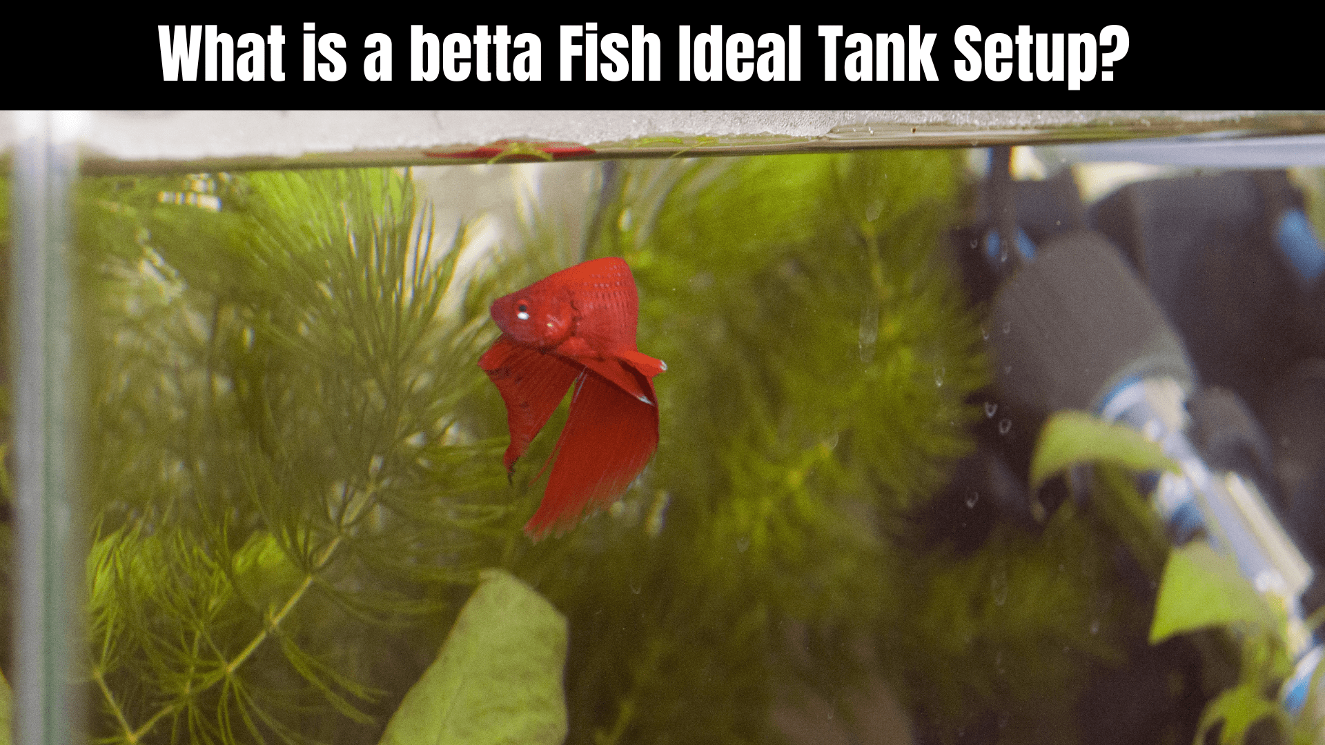 The Ultimate Guide to Betta Fish Tank Setup for a Happy and Healthy Pet ...