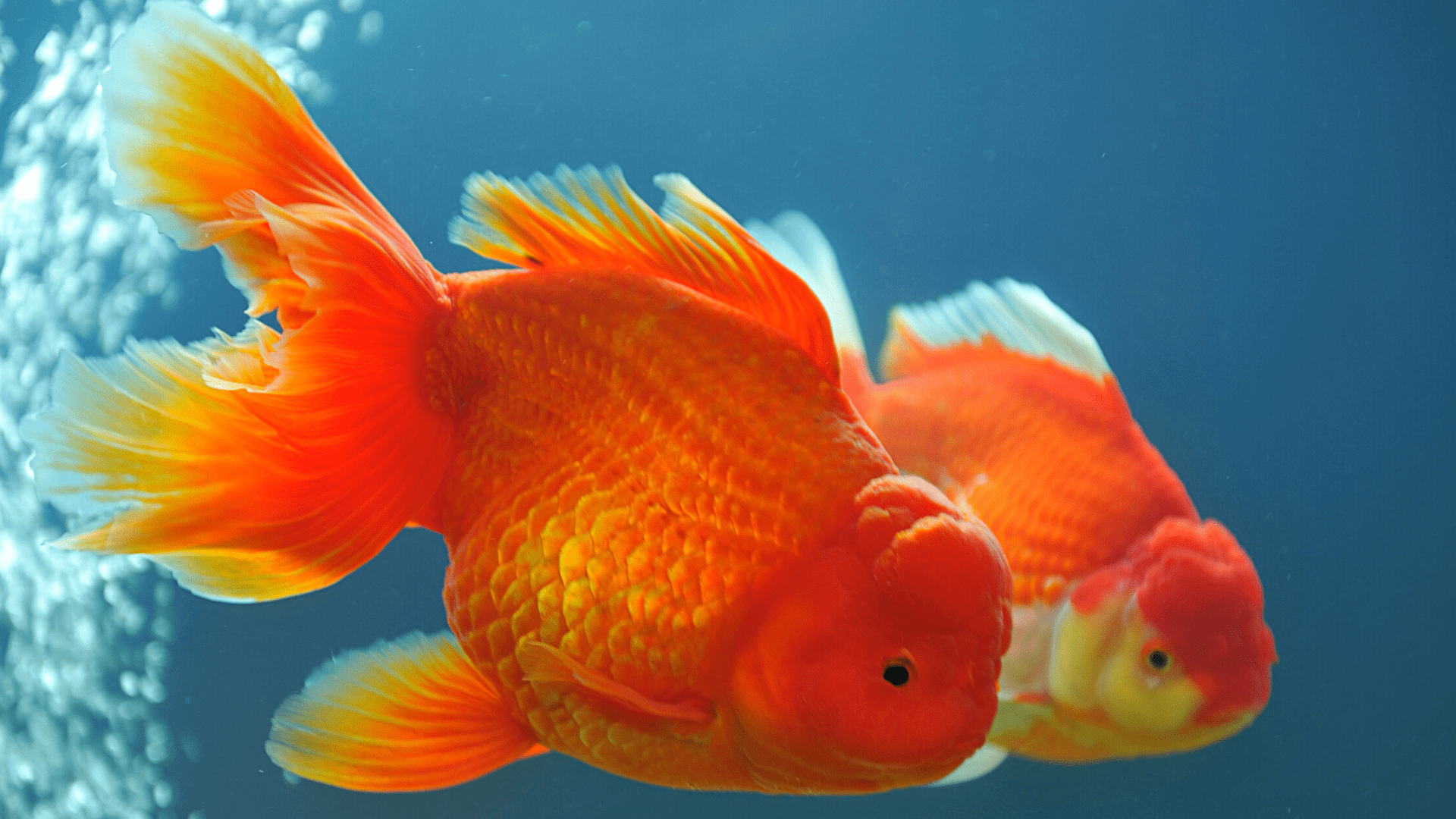 Can Betta Fish Live With Goldfish? 6 Varieties of Goldfish - aniimad.com