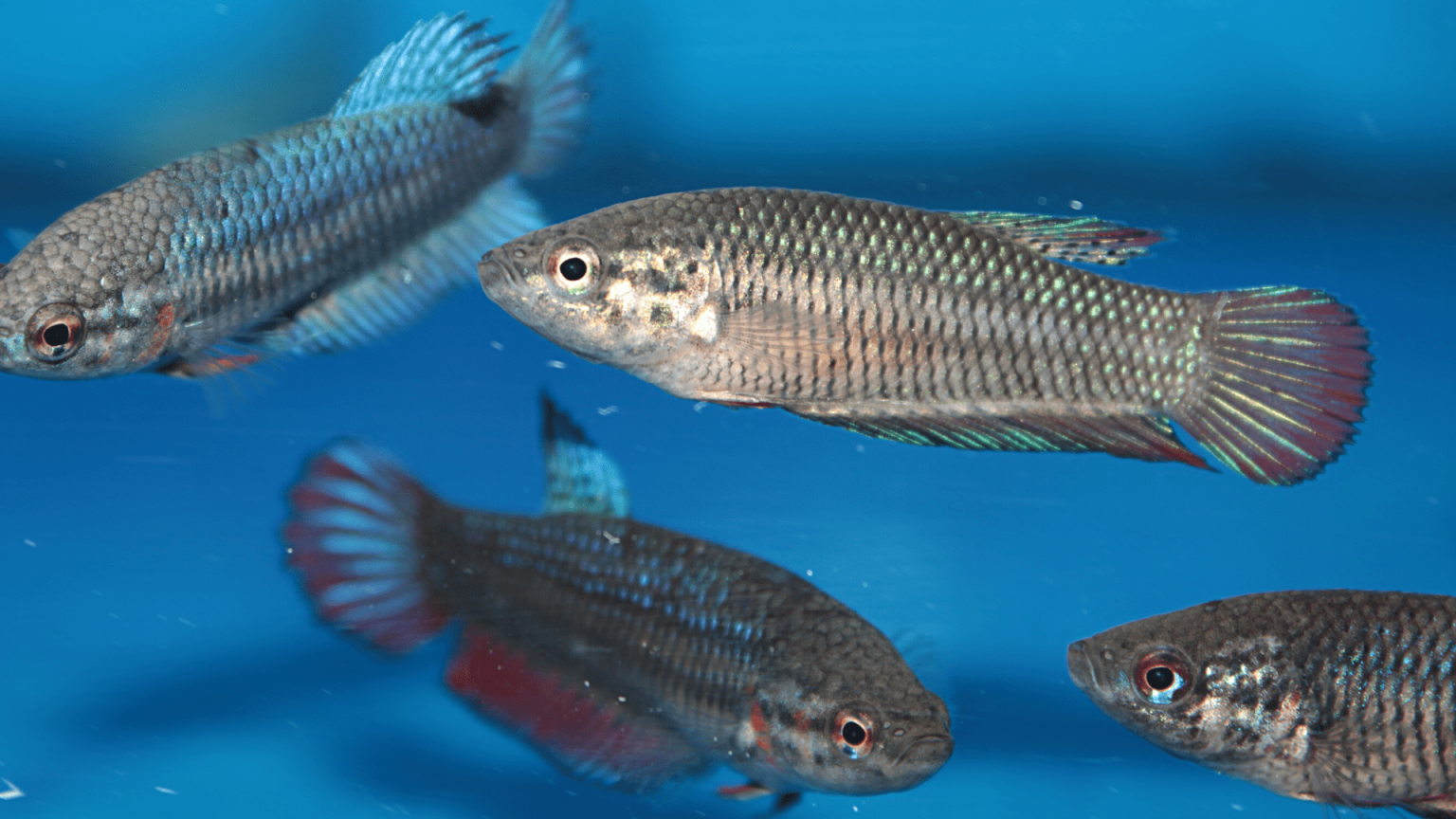 Rosetail Betta Fish - A Comprehensive Guide - aniimad.com