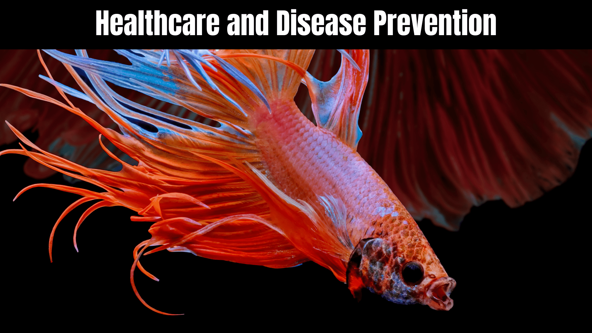 How to Care for a Betta Fish: A Complete Guide - aniimad.com