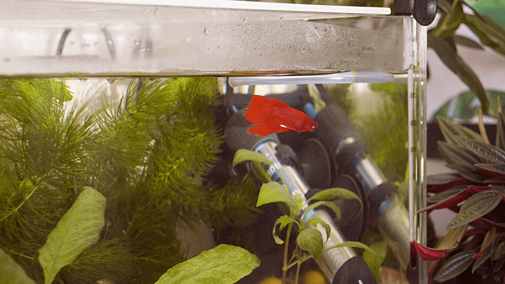 How to Clean a Betta Fish Tank: A Step-by-Step Guide for a Healthy ...