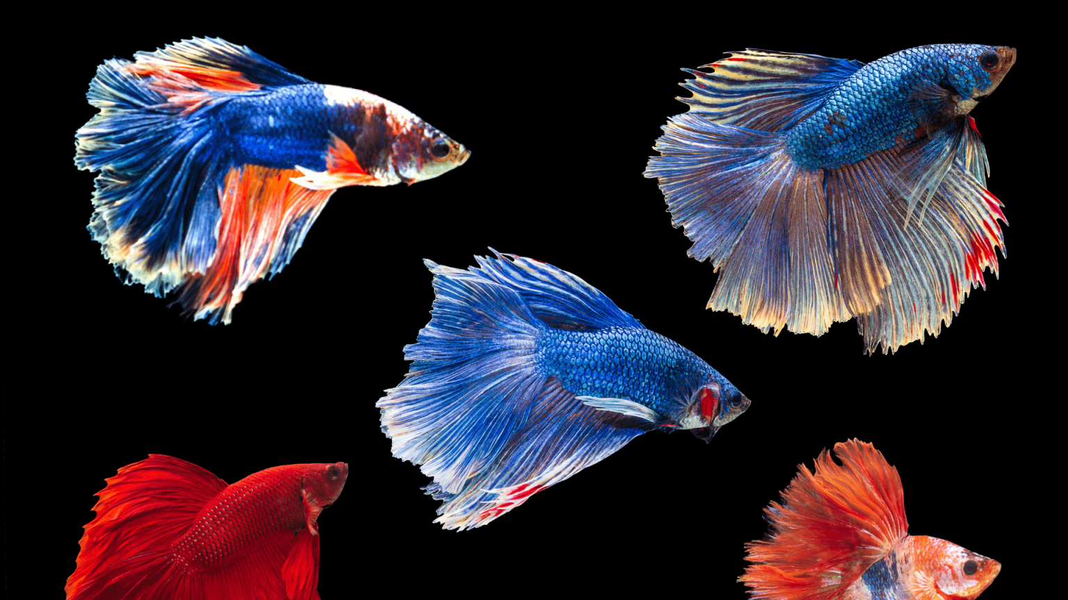 Can Fish See at Night? Understanding Nocturnal Vision in Aquatic Life ...