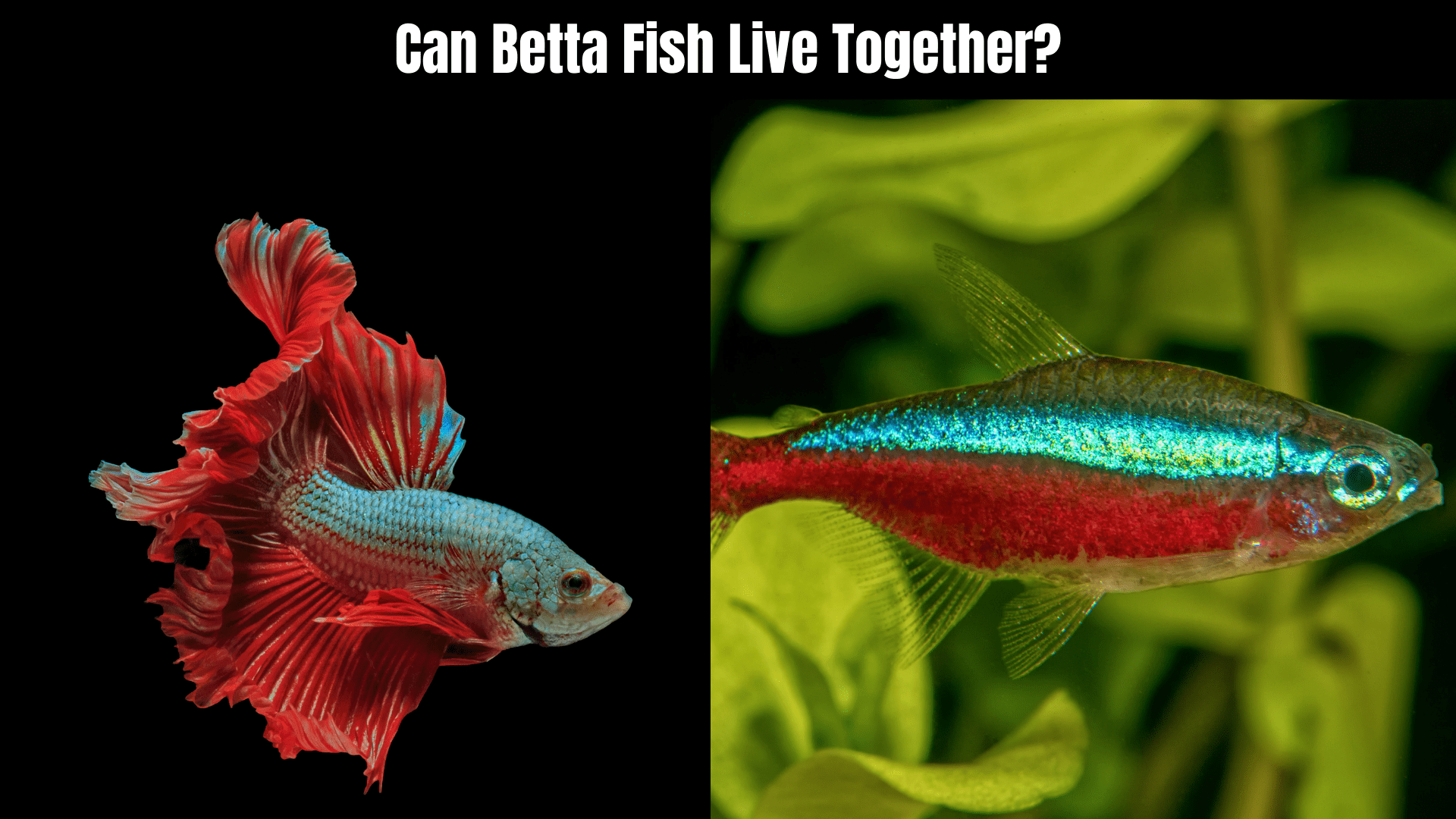 Can Betta Fish Live Together: A Guide to Peaceful Coexistence - aniimad.com
