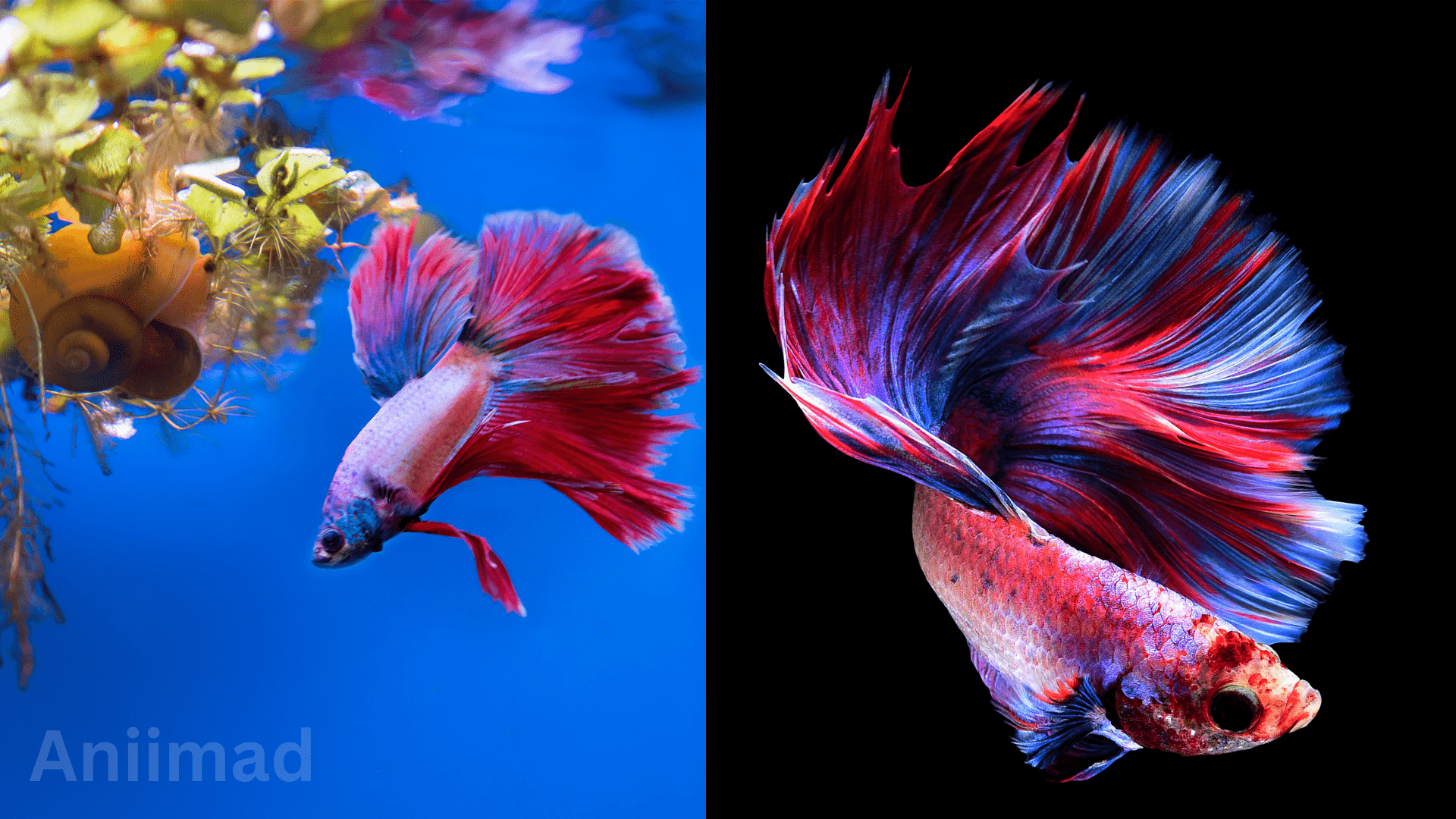 Can Betta Fish Live Together: A Guide to Peaceful Coexistence - aniimad.com
