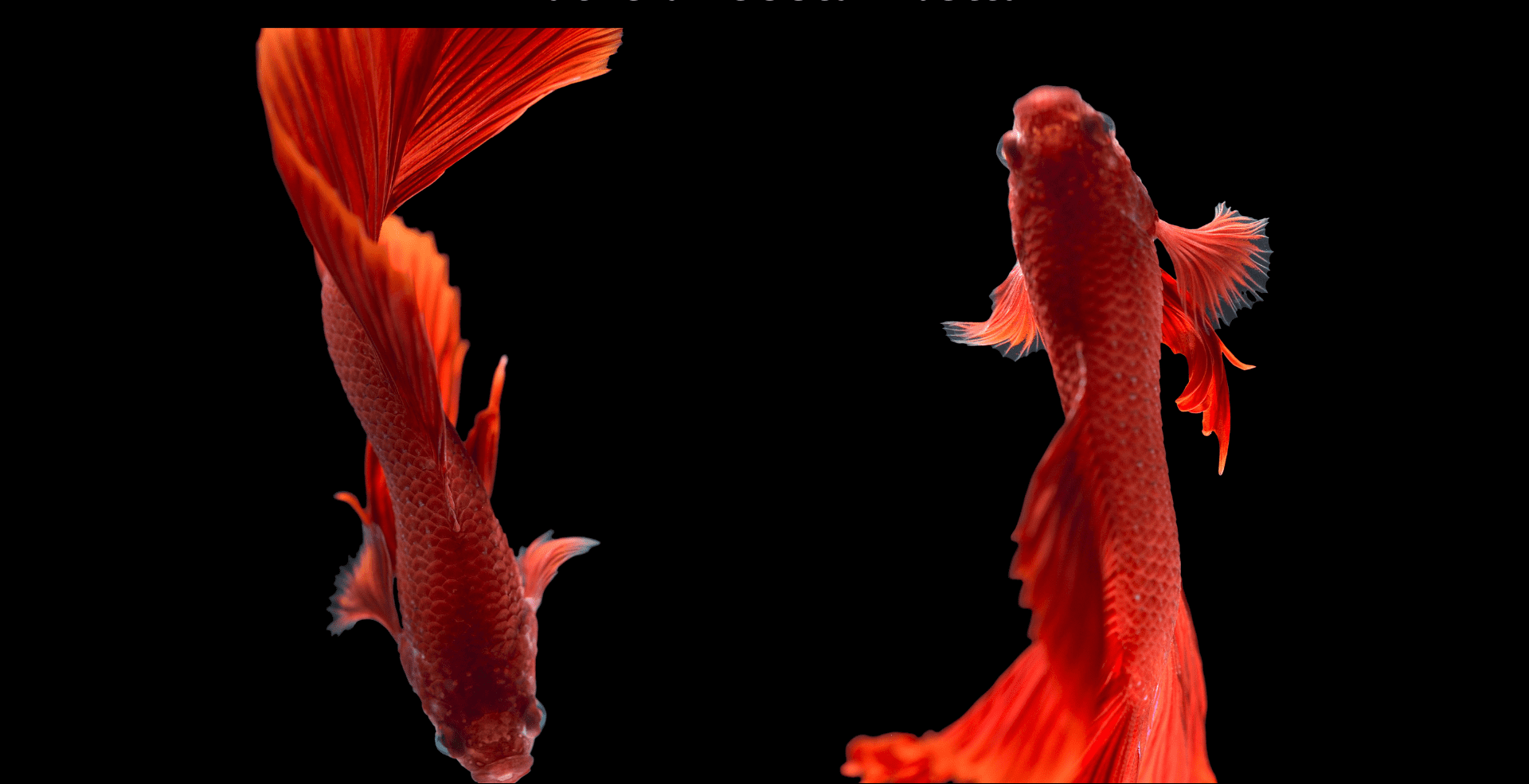 Rosetail Betta Fish - A Comprehensive Guide - aniimad.com